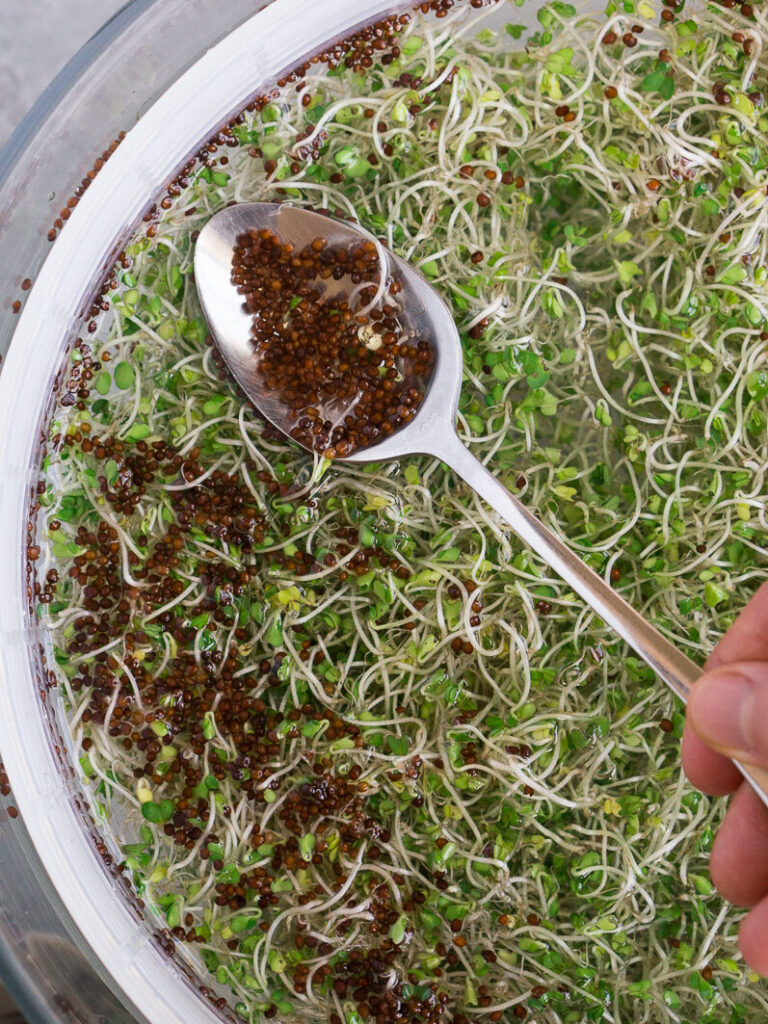 How To Grow Broccoli Sprouts (Step-By-Step Guide) - Delicious Meets Healthy