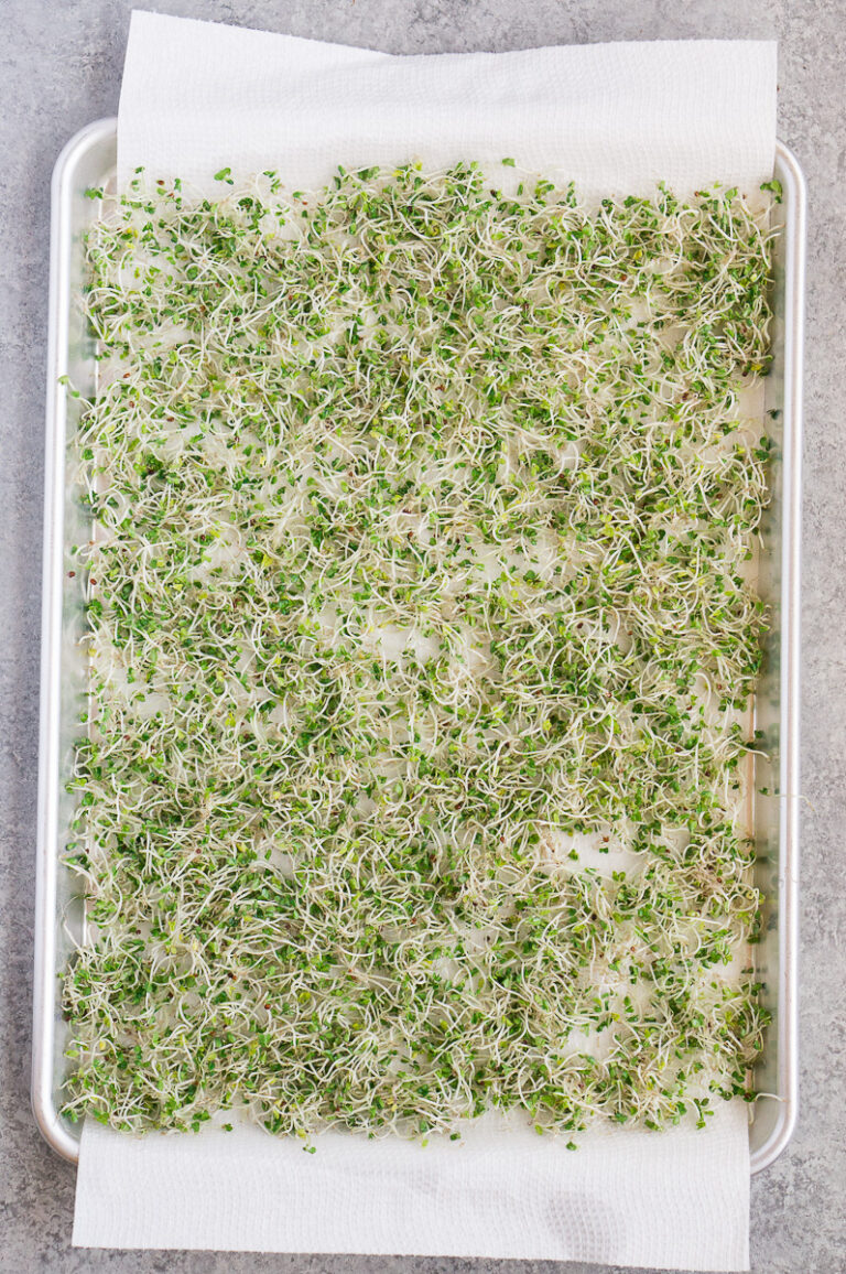 How To Grow Broccoli Sprouts (Step-By-Step Guide) - Delicious Meets Healthy