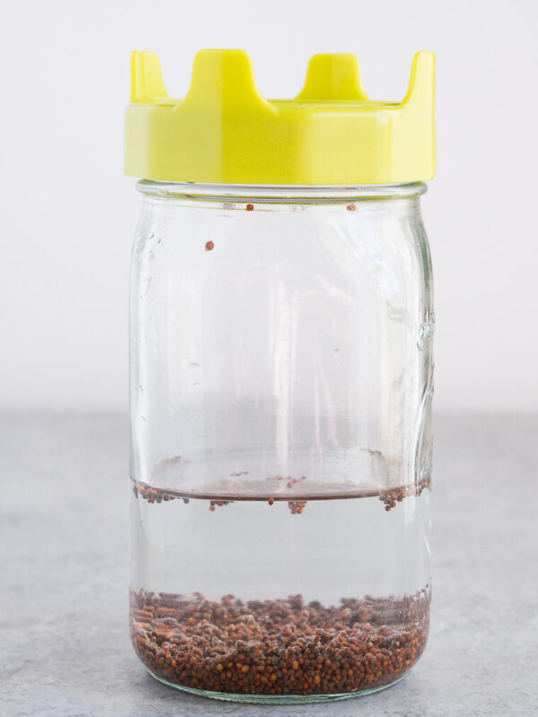 How To Grow Broccoli Sprouts (Step-By-Step Guide) - Delicious Meets Healthy