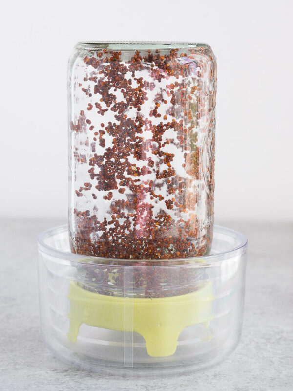 How To Grow Broccoli Sprouts (Step-By-Step Guide) - Delicious Meets Healthy