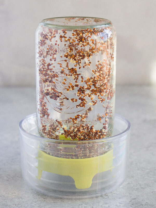 How To Grow Broccoli Sprouts (Step-By-Step Guide) - Delicious Meets Healthy