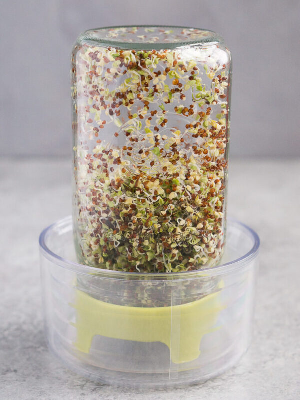How To Grow Broccoli Sprouts (Step-By-Step Guide) - Delicious Meets Healthy