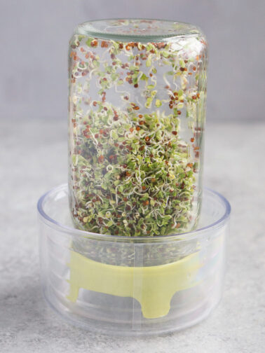 How To Grow Broccoli Sprouts (Step-By-Step Guide) - Delicious Meets Healthy