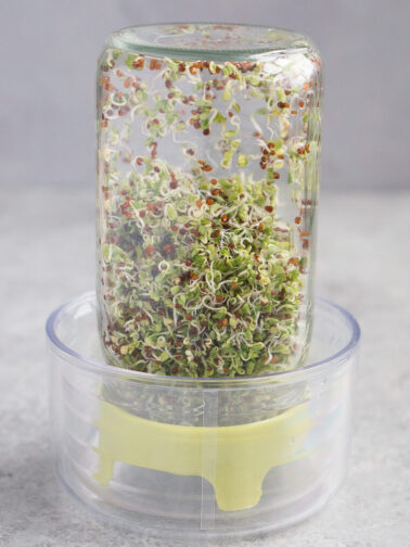 How To Grow Broccoli Sprouts (Step-By-Step Guide) - Delicious Meets Healthy