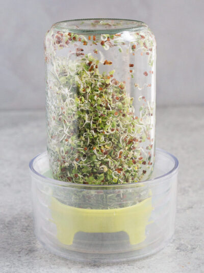 How To Grow Broccoli Sprouts (Step-By-Step Guide) - Delicious Meets Healthy