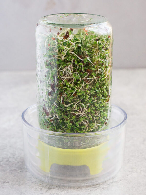 How To Grow Broccoli Sprouts (Step-By-Step Guide) - Delicious Meets Healthy